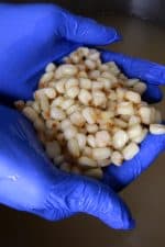 How to Nixtamalize Corn for Tamales